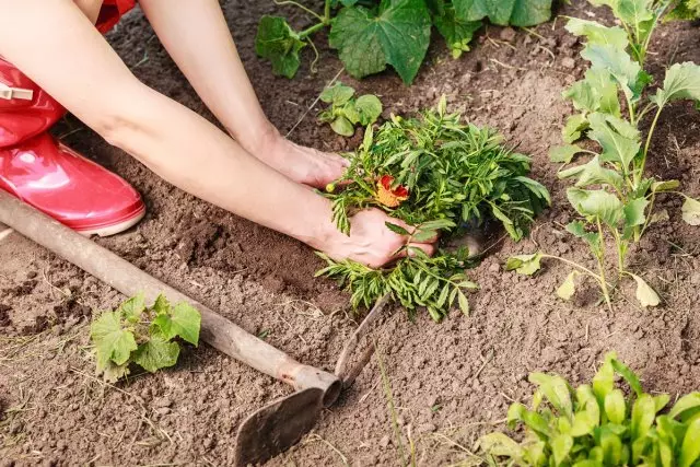 Trabajo de jardinería