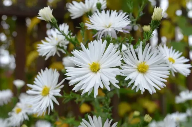 Aster