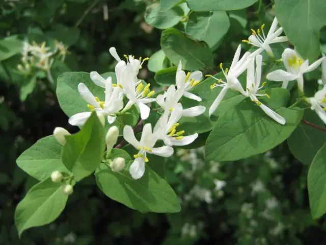 I-maak's honeysuckle