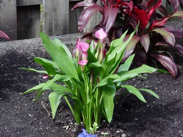 Bully Calla