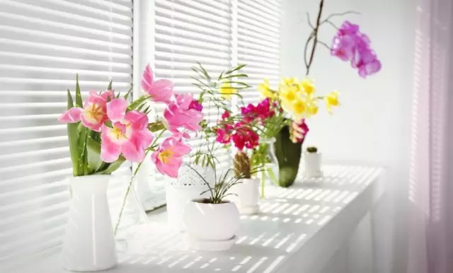 Luz para plantas con flores.