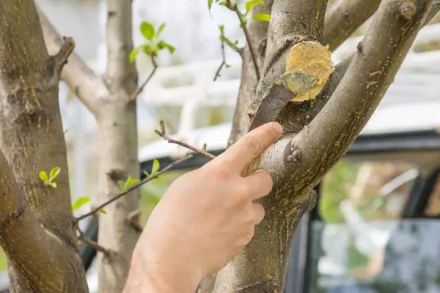 Aplicando a criação de jardim