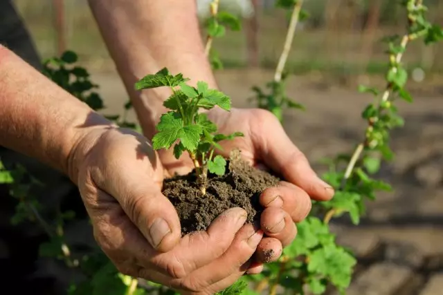 ল্যান্ডিং Currant.