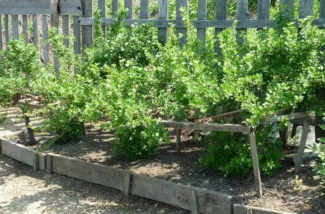 El vostre primer jardí: com posar una plàntula a la primavera 1726_18