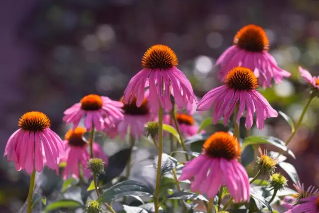 Echinacea