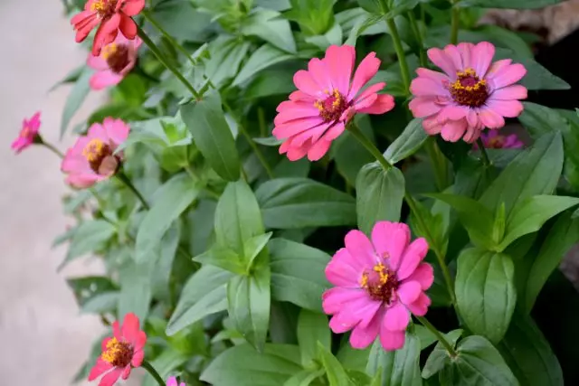 Zinnija