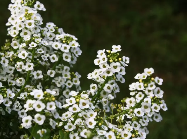 Lobularia o alissaum