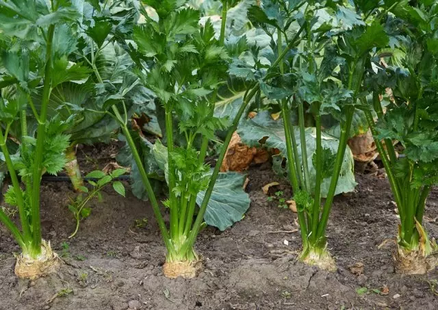 Root Celery