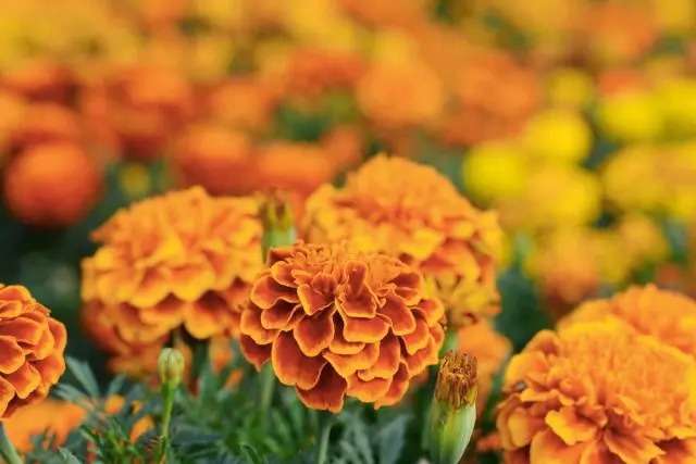 Marigold