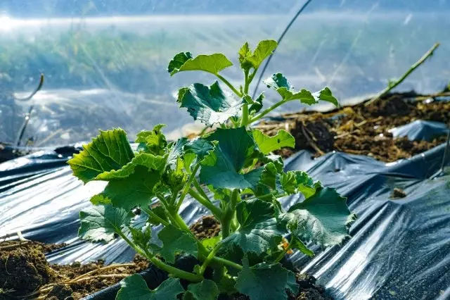 Modo veloce per riscaldare il terreno sul giardino