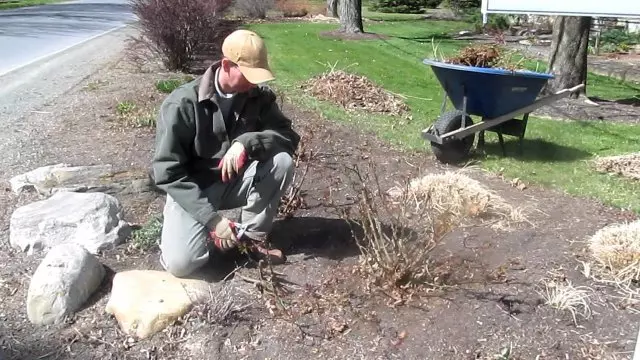 Removing the shelter and trimming roses in spring