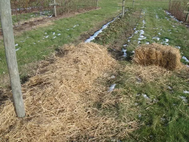 Strawberry under straw