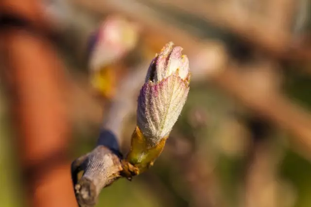 Renal de uva primavera.