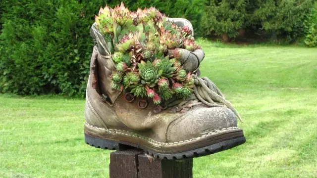 Jardín de flores de suculentas en zapatos viejos.