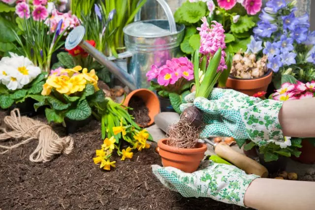 Blommen oerplantaasje