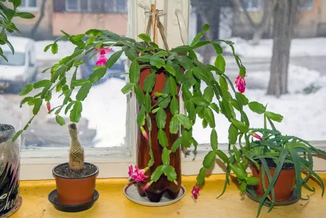 Bloemen op de vensterbank in de winter