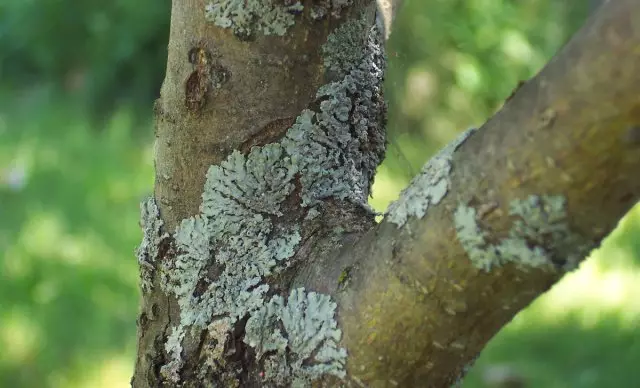 Tempets Trees: Kailan, paano ko kailangan sa lahat? 1750_5