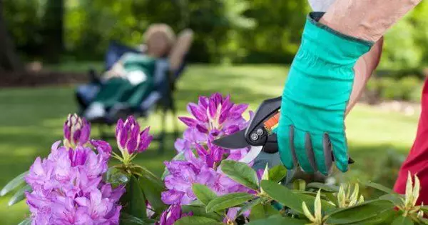 Poden el jardí: quines eines es necessiten?