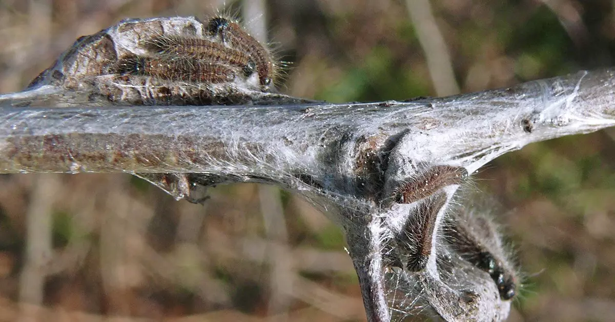 13 plagues de jardí amb les quals podeu i necessiteu lluitar a l'hivern