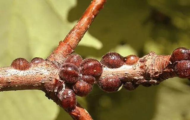 குளிர்காலத்தில் தோட்டத்தில் பூச்சிகள் சண்டை