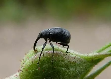 മാലിനോ-സ്ട്രോബെറി