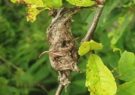 ഹോകിശ്ണിറ്റ്സ