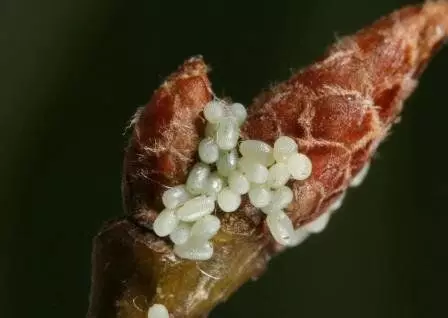 Winter Pyadenitsa.