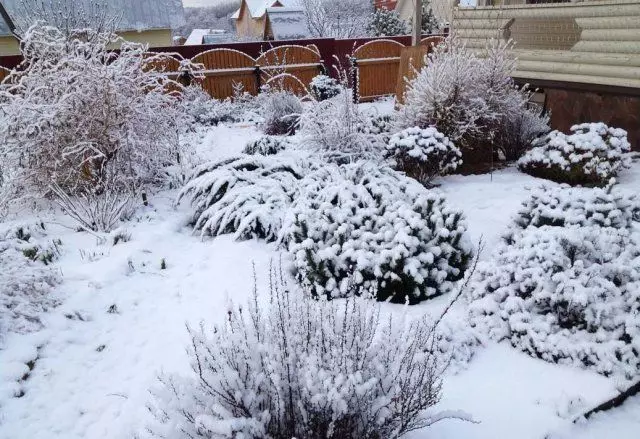 החומרים הטובים ביותר עבור צמחים מחסה בחורף