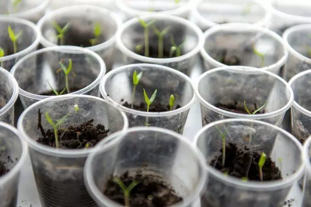 Spruts verdes jóvenes que crecen en un vaso en la ventana