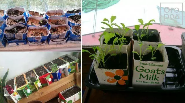 12zọ iri na abụọ iji mee ite maka seedlings na aka ha 1768_23