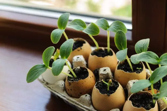 On windowsill waa sanduuq lagu soo baxo ku yaal ukunta ukunta