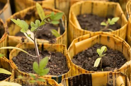 12 mga paraan upang gumawa ng isang palayok para sa mga seedlings sa kanilang sariling mga kamay 1768_9