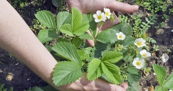 Faʻafefea ona tausia mo strawberries ia Iuni - Valioga aoga mai Agronosas