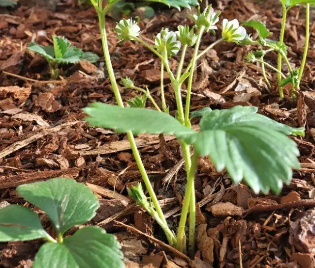 A mulch védi a szamócát a betegségekből és megtartja a bogyókat tiszta