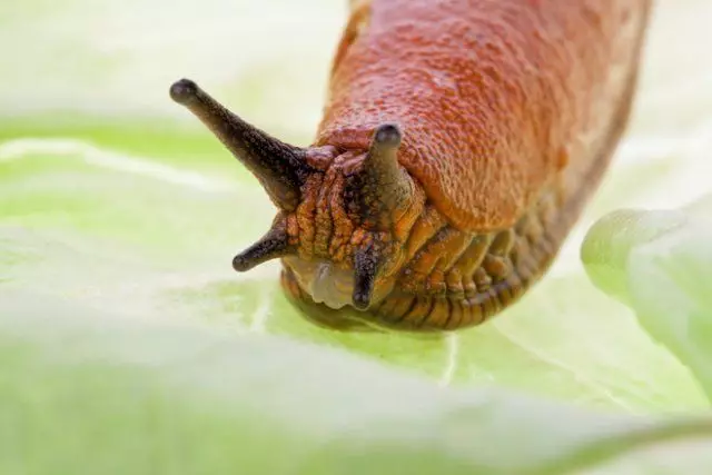 Slug - Algunas de las plagas más maliciosas de fresas.