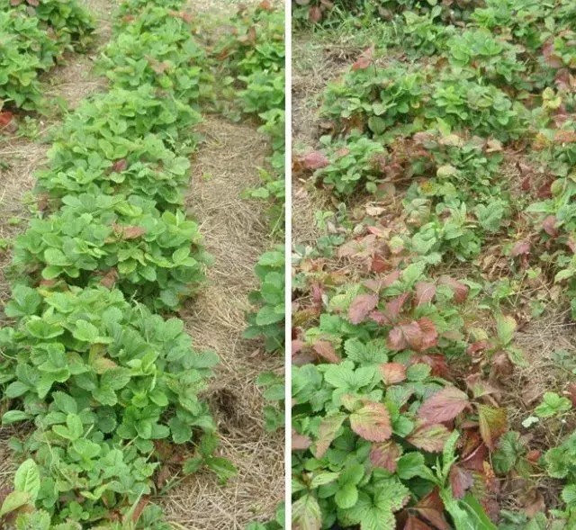 Strawberry treated with Liposamam, Biocomplex-BTU and Sorrow (left), and strawberry treated by the Sulti (right)