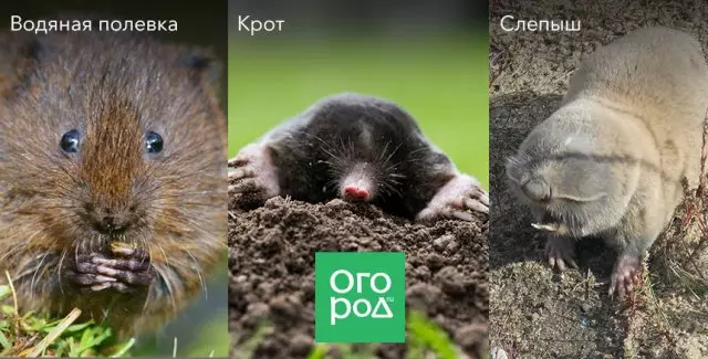 5 Faapitoa auala e taua ai le mole mai a matou tagata faitau