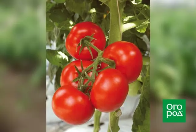 Varieti teratas dan hibrid tomato untuk kawasan gersang