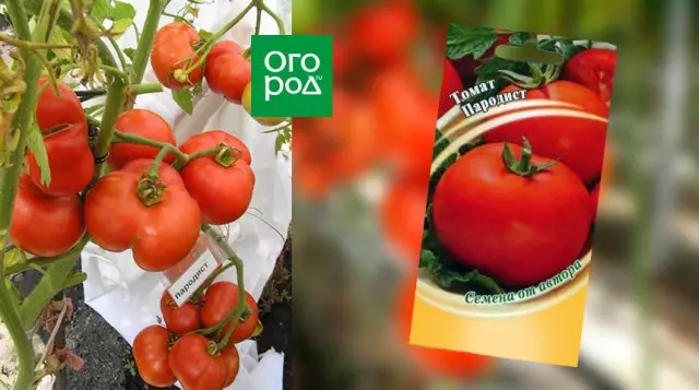 Tomato parodista