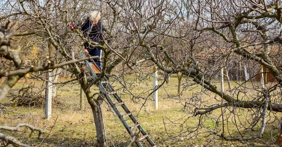 Hvernig á að lengja líf gamalt tré - allt um endurnýjun snyrtingu og umrita