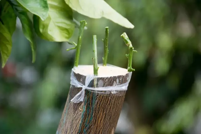 Grafting lori kùkùté