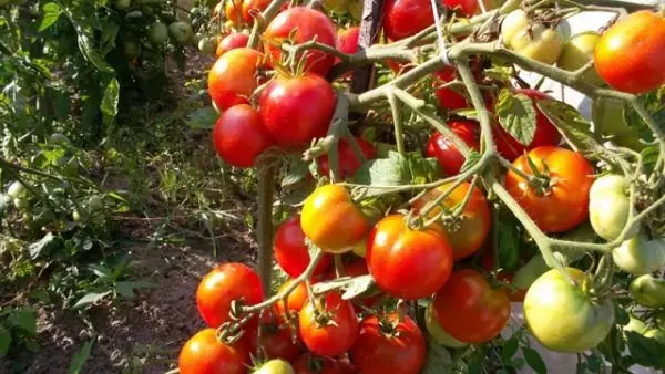 Tomato Krakowak.