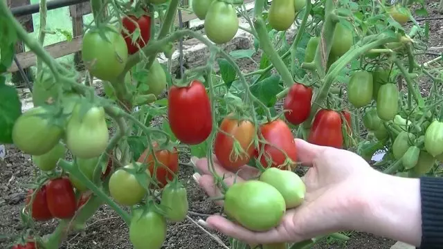 Roket Tomato.