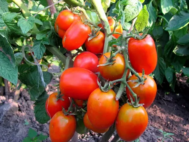 Tomato Watercolor.