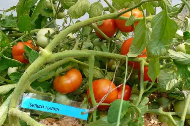 Tomato White Pouring.