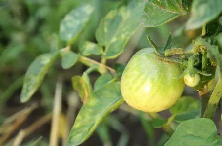 Daripada memberi makan tomato pada musim bunga, musim panas dan musim luruh