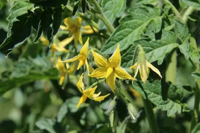 Tomato blossom