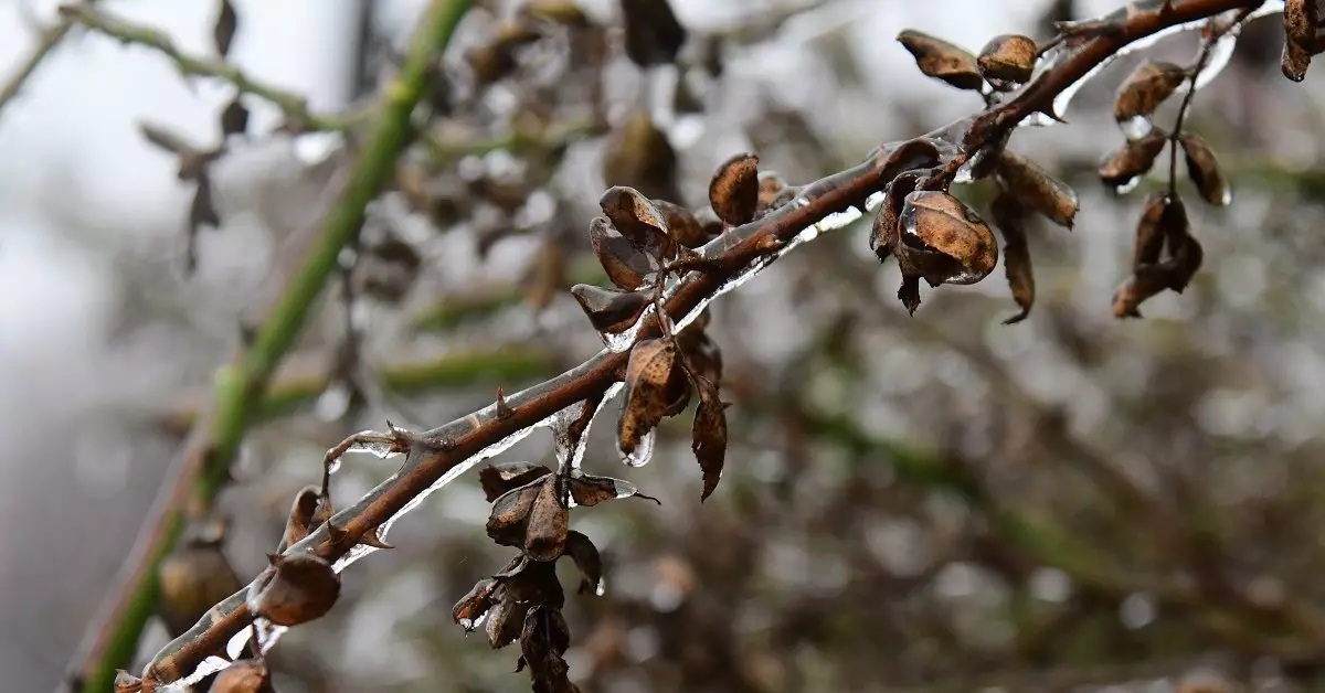 Por que atirar rosas preto após o inverno