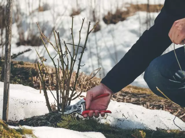 Cum să tăiați trandafiri în primăvară