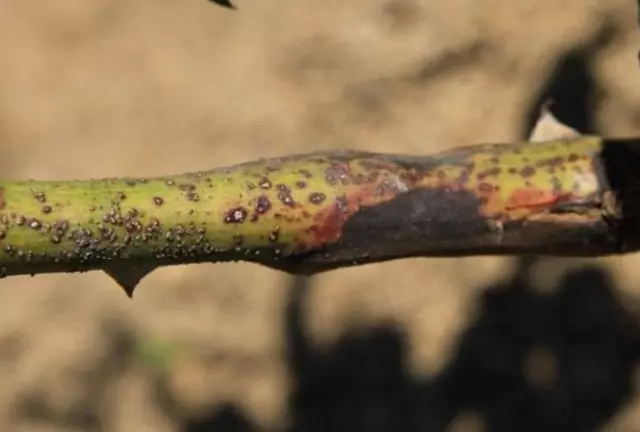 Infectious burn on roses in spring what to do